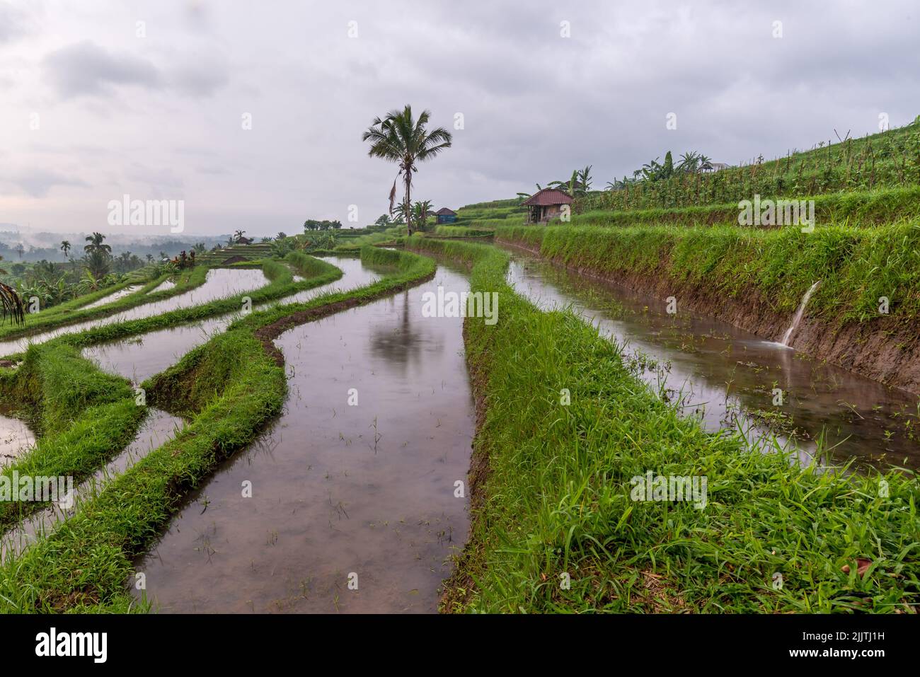 A beautiful landscape of rice fields in Bali, Indonesia Stock Photo - Alamy