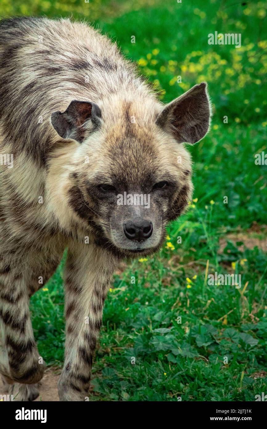 A vertical shot of a wild hyena with an injured ear in a park ...