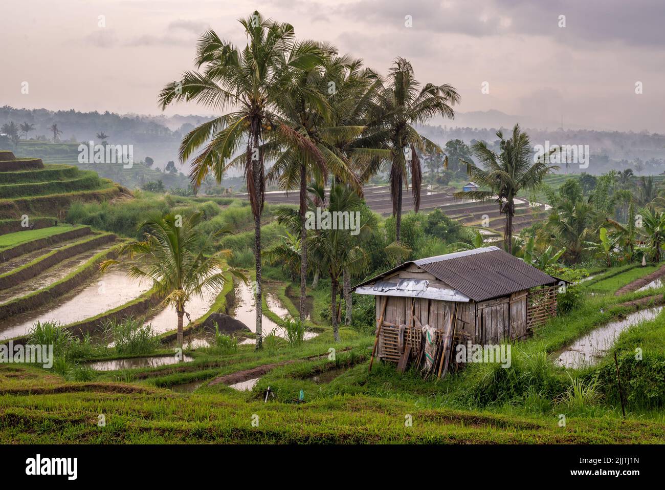 A beautiful landscape with a hut and rice fields in Bali, Indonesia ...