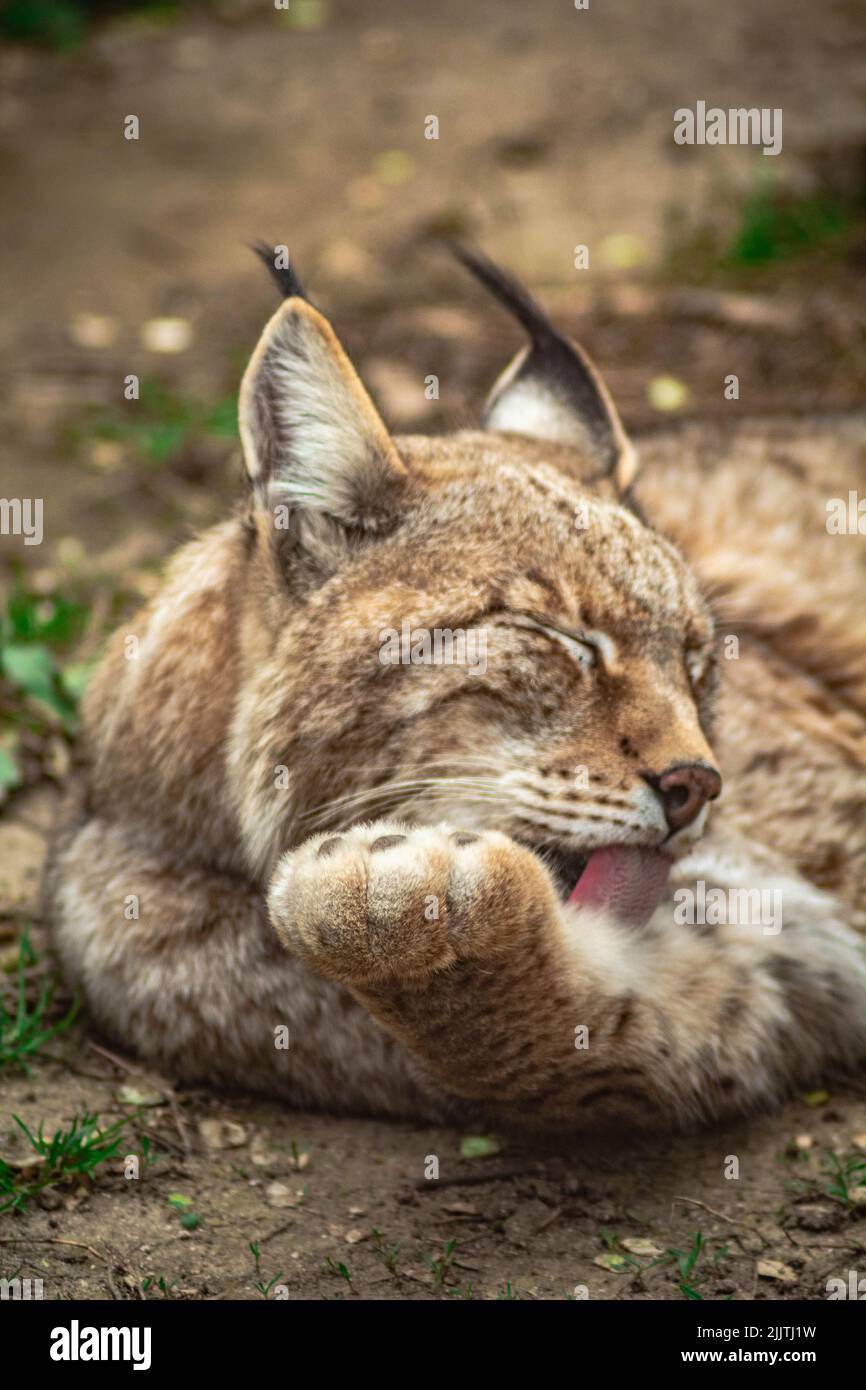 Lynx lynx paw hi-res stock photography and images - Alamy