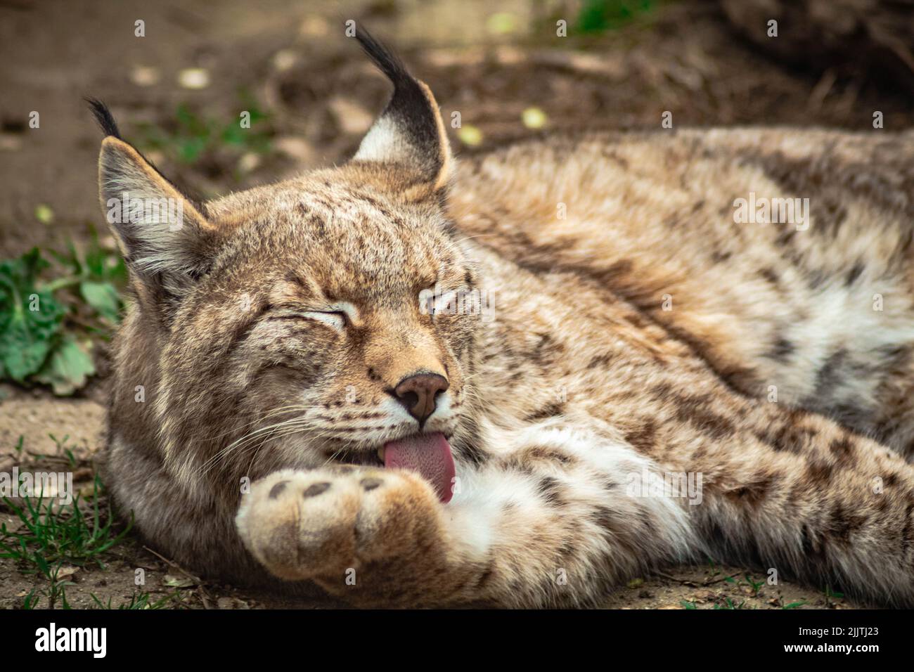 A closeup shot of a Eurasian lynx licking its paw in a park in a ...