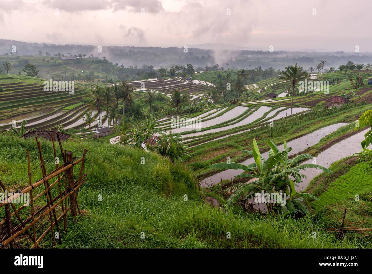 A beautiful landscape of rice fields in Bali, Indonesia Stock Photo - Alamy
