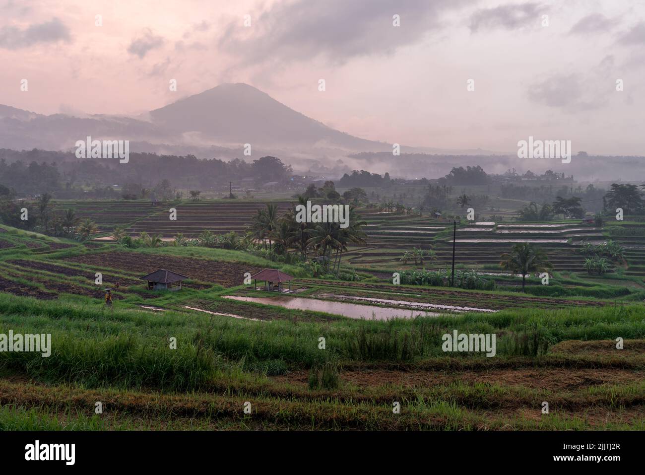 A beautiful landscape of rice fields in Bali, Indonesia Stock Photo - Alamy