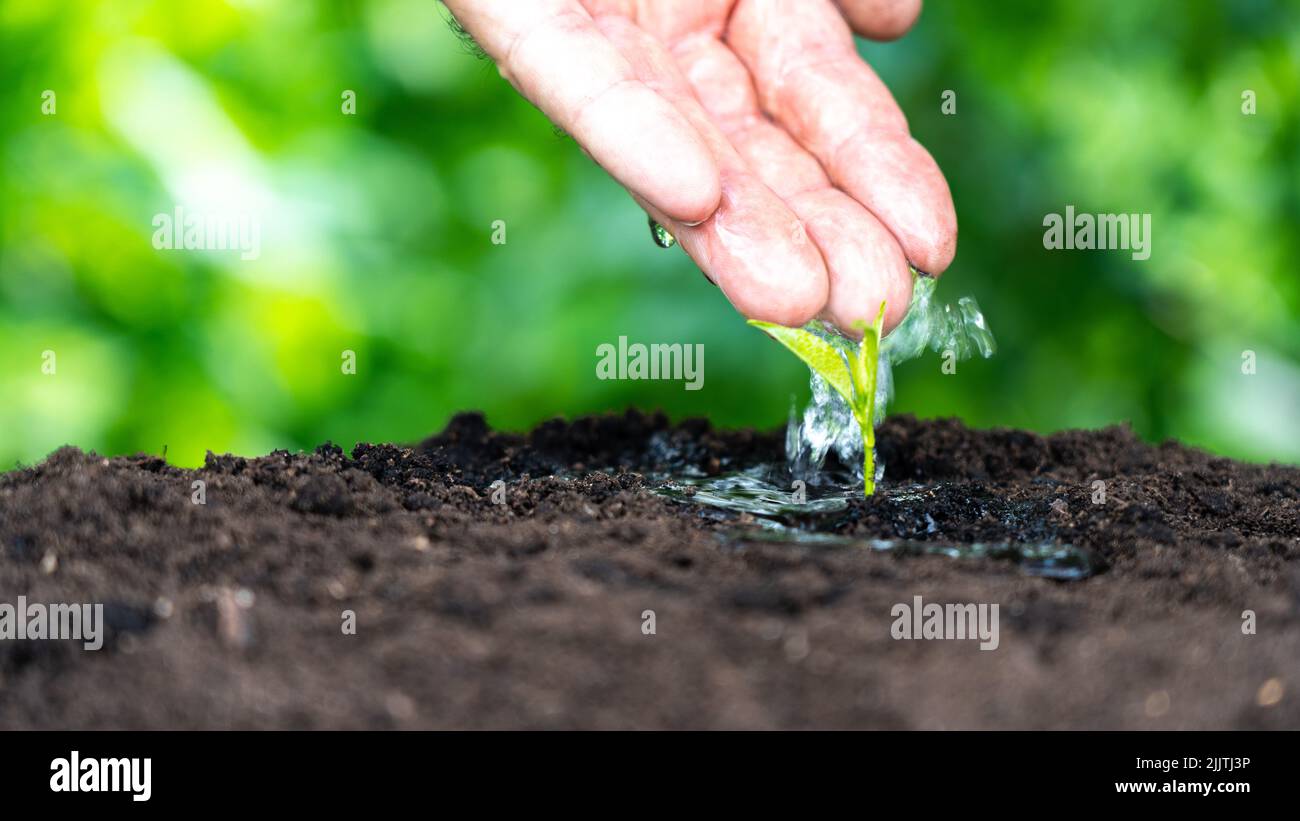 Farmer's hand watering a young plant Stock Photo - Alamy