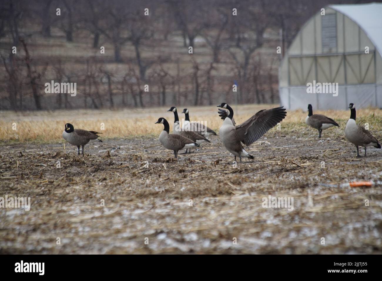 A group of ducks walking in a field Stock Photo - Alamy