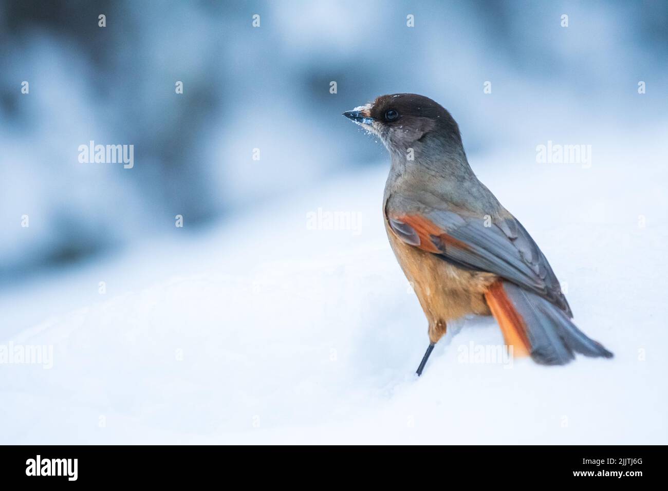 Siberian jay portrait hi-res stock photography and images - Alamy