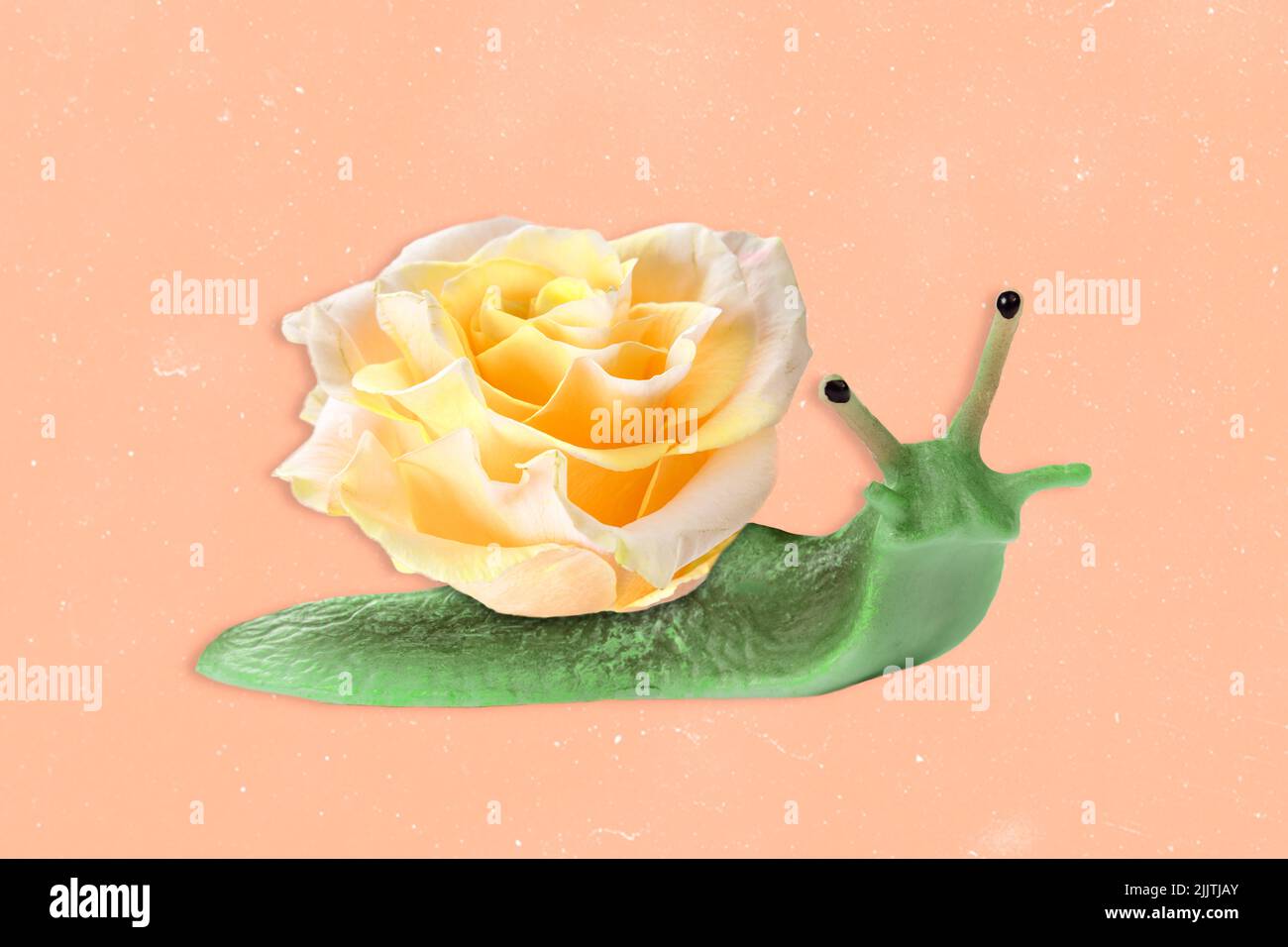 Composite collage illustrration of green snail rose flower instead ...