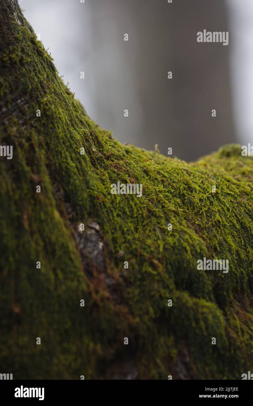 A detail of a green mossy tree growing in the forest Stock Photo - Alamy