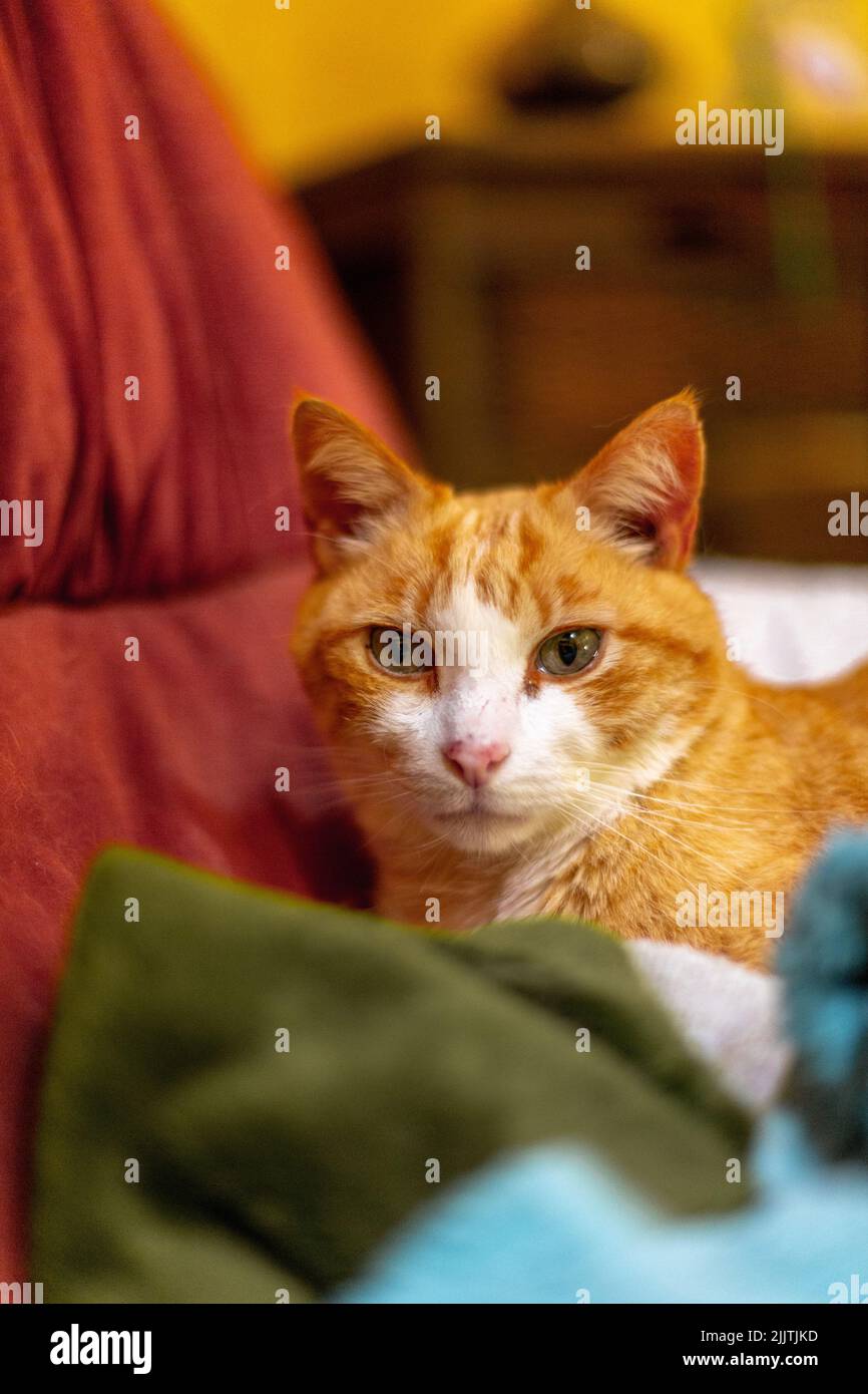 Ginger cat on couch hi-res stock photography and images - Alamy
