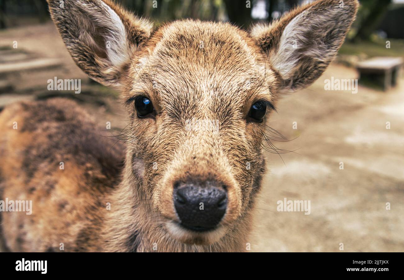 Deer face hi-res stock photography and images - Alamy