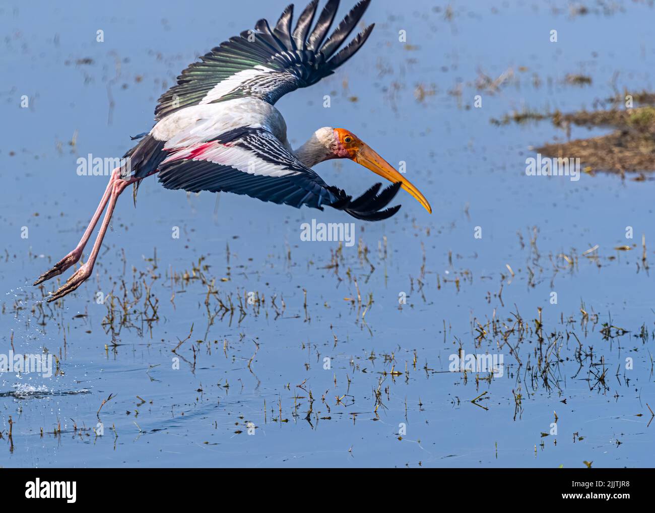 Shot painted stork bird hi-res stock photography and images - Alamy