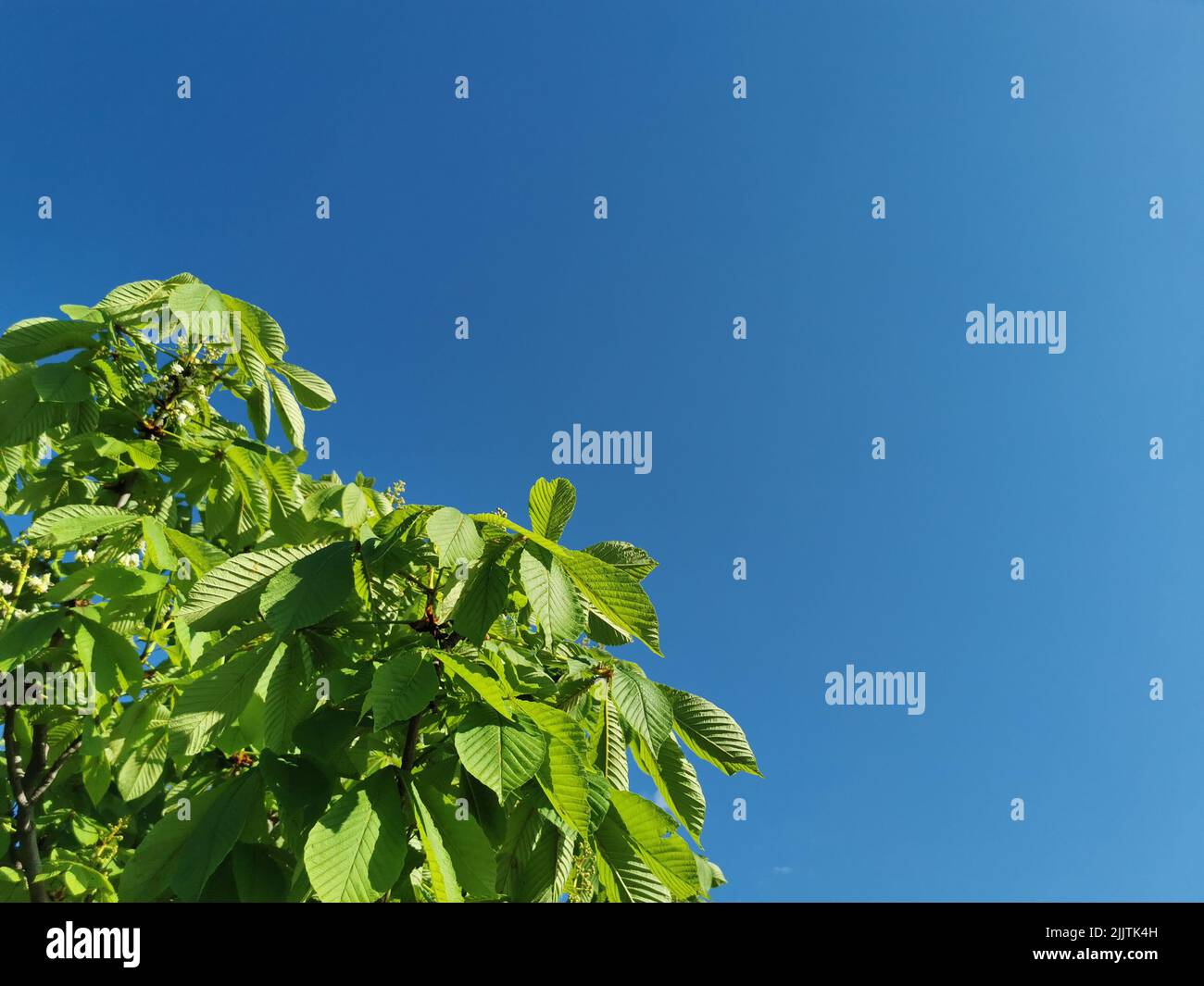 A scenic view of green chestnut tree leaves in blue sky background in ...