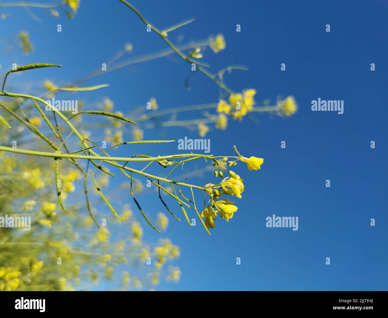 A vertical flipped of yellow rapeseed flowers in blue sky background on ...