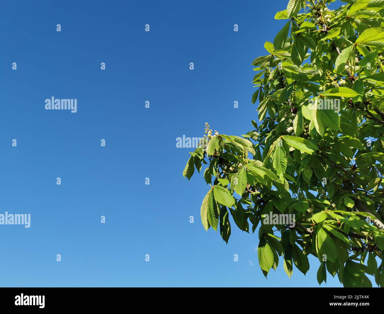 A scenic view of green chestnut tree leaves in blue sky background in ...