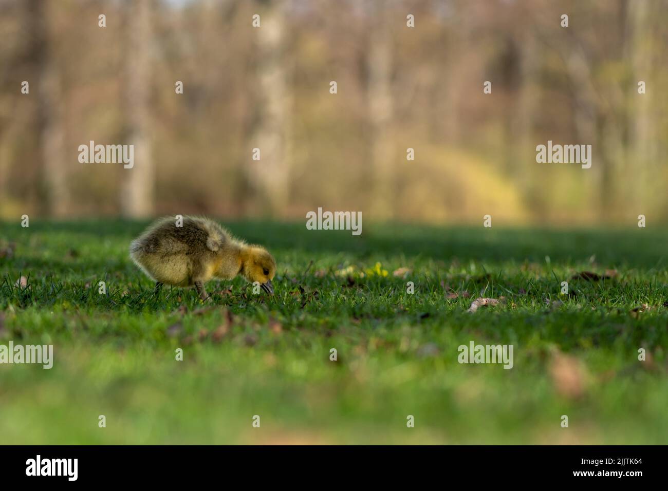 Looking for food in the grass hi-res stock photography and images - Alamy