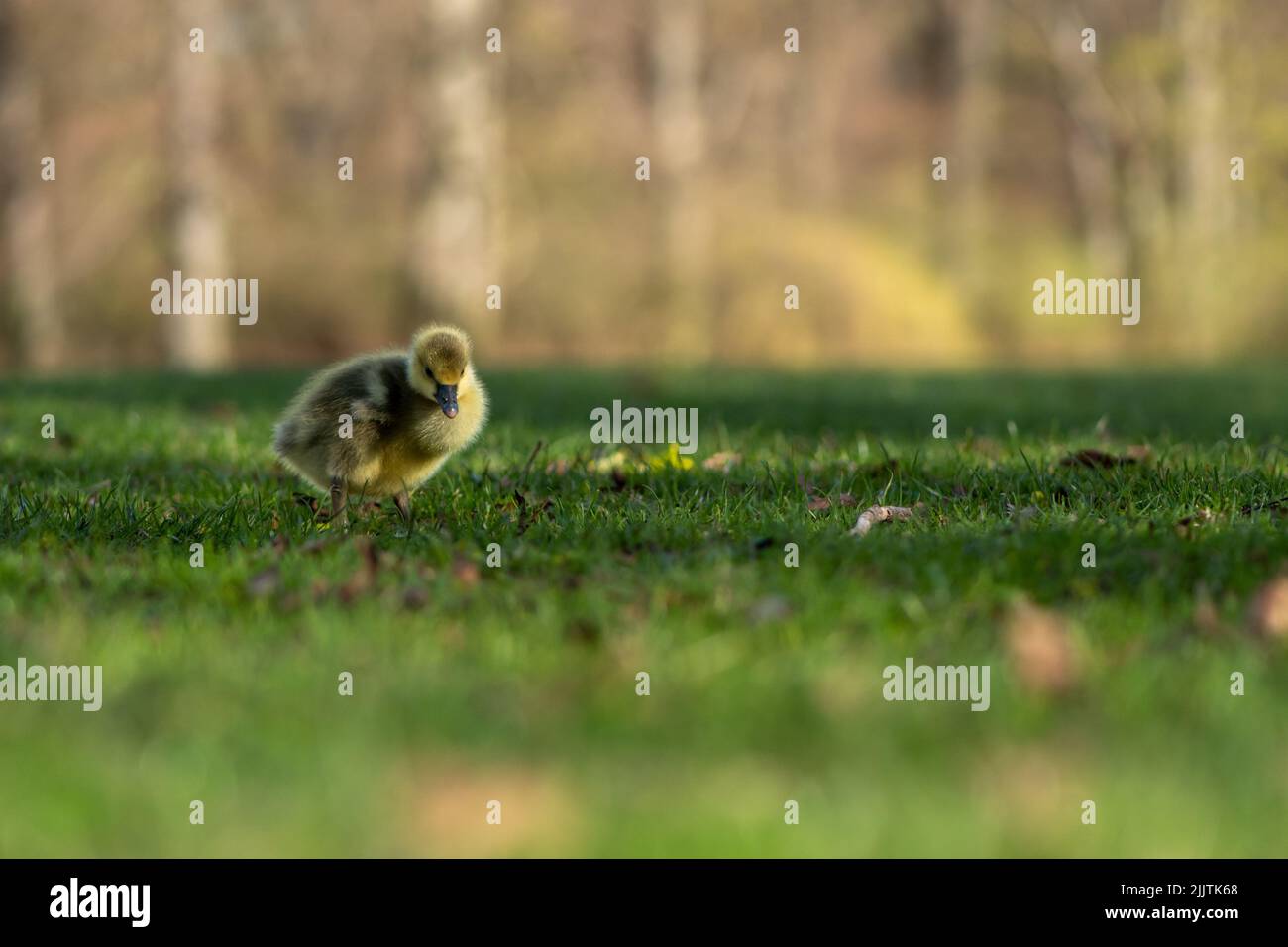 Gosling in grass hi-res stock photography and images - Alamy