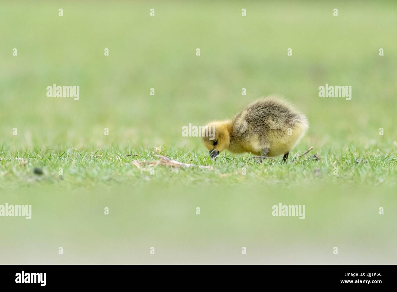 Looking for food in the grass hi-res stock photography and images - Alamy