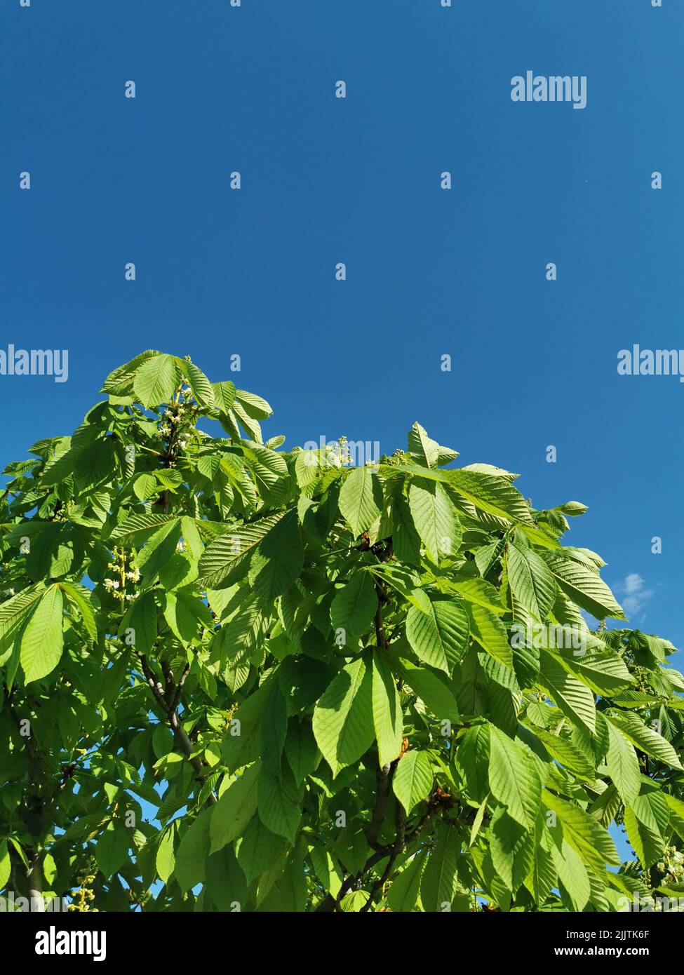 A vertical shot of green chestnut tree leaves in blue sky background in ...