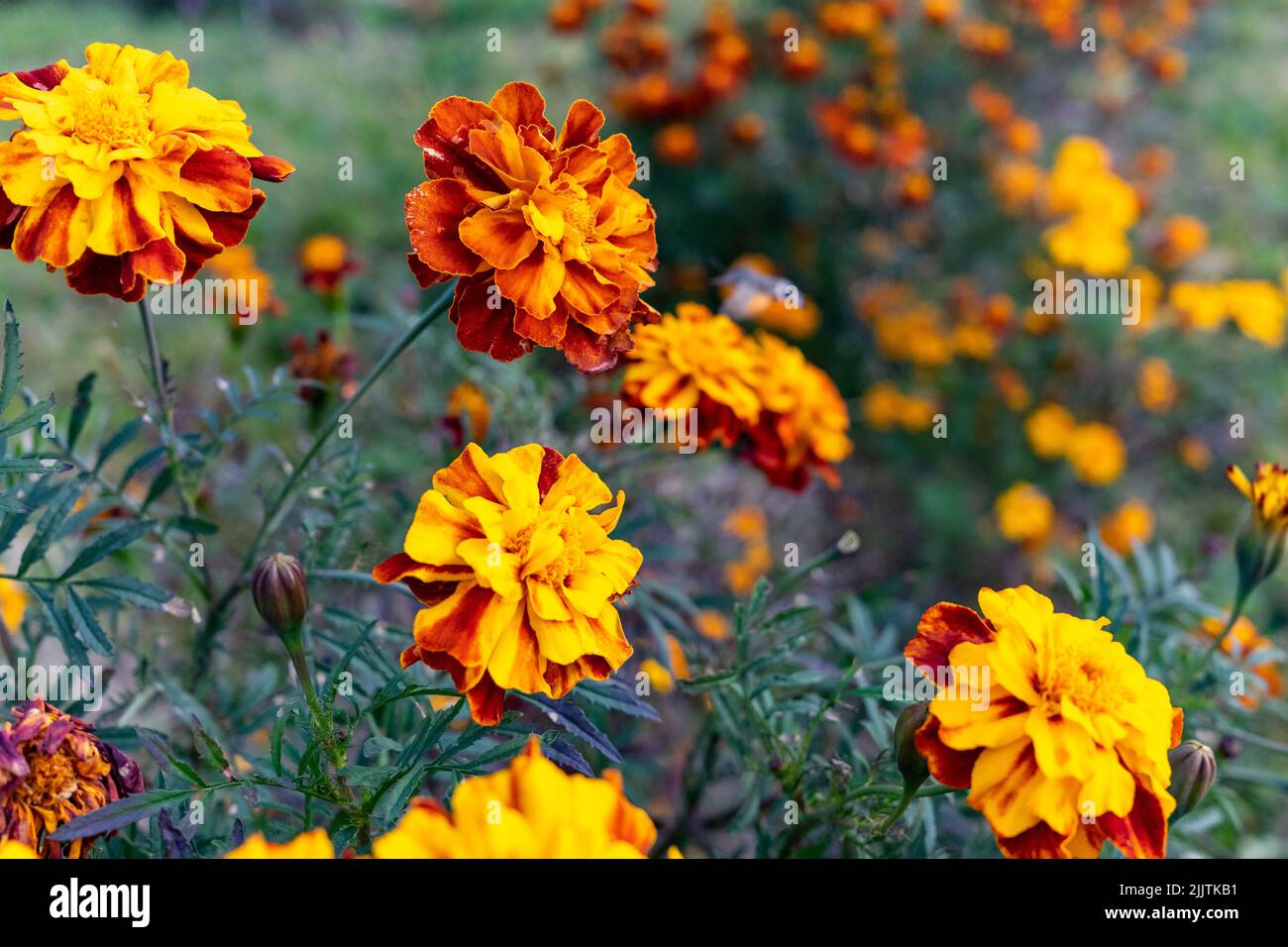 Marigold green flowers hi-res stock photography and images - Alamy