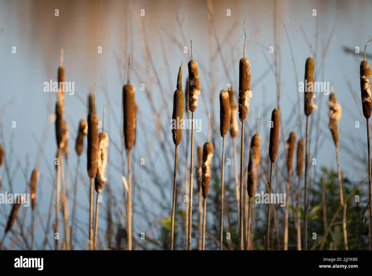 A closeup shot of bamboos growing by the swamp Stock Photo - Alamy
