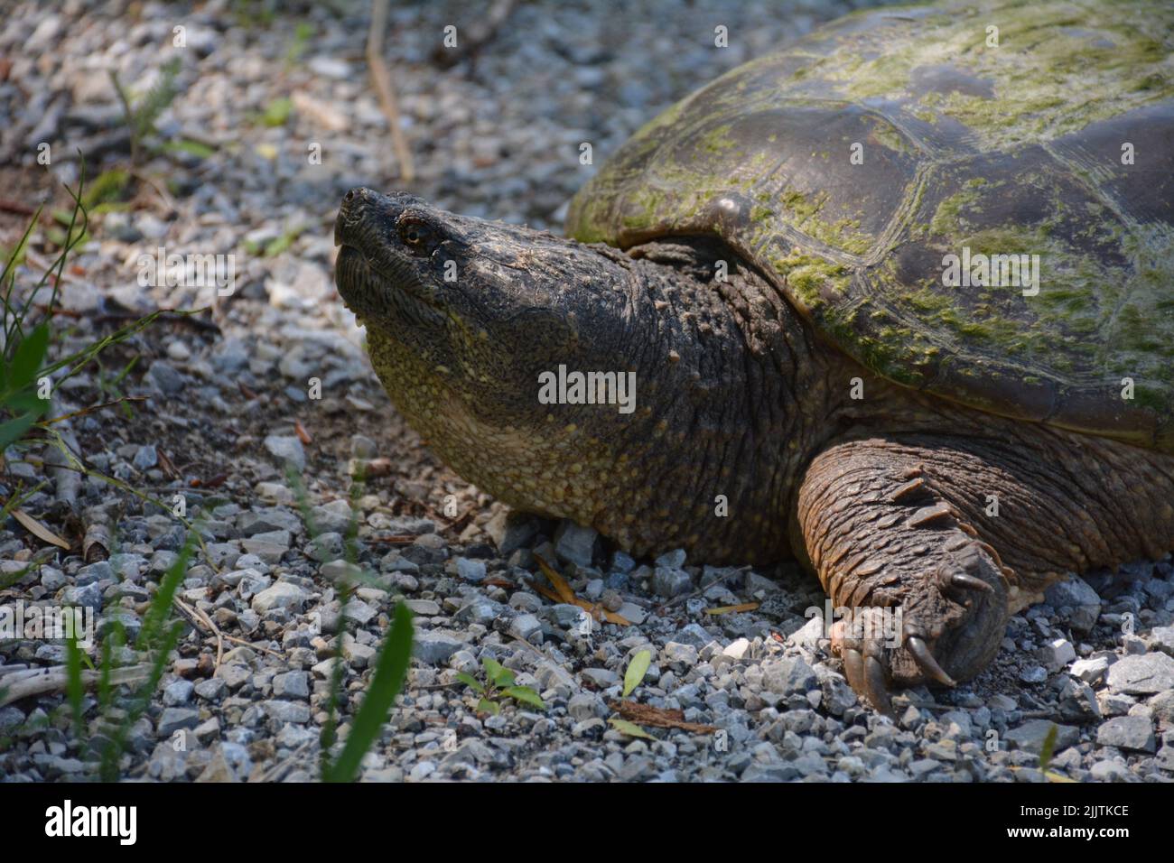 Snapping turtle ontario hi-res stock photography and images - Alamy