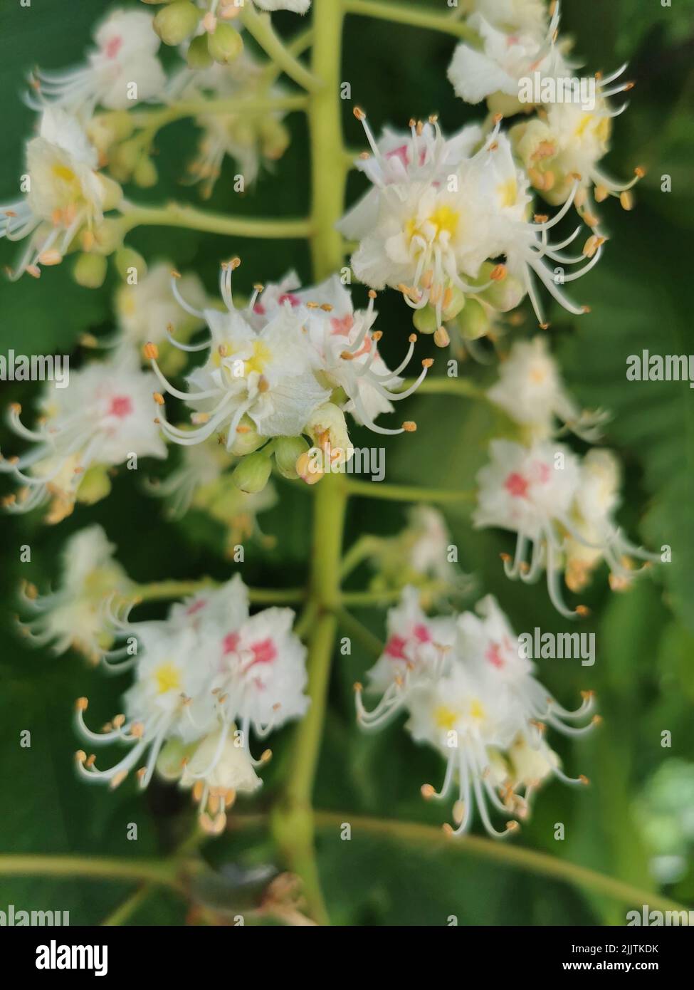 Buckeye tree hi-res stock photography and images - Alamy