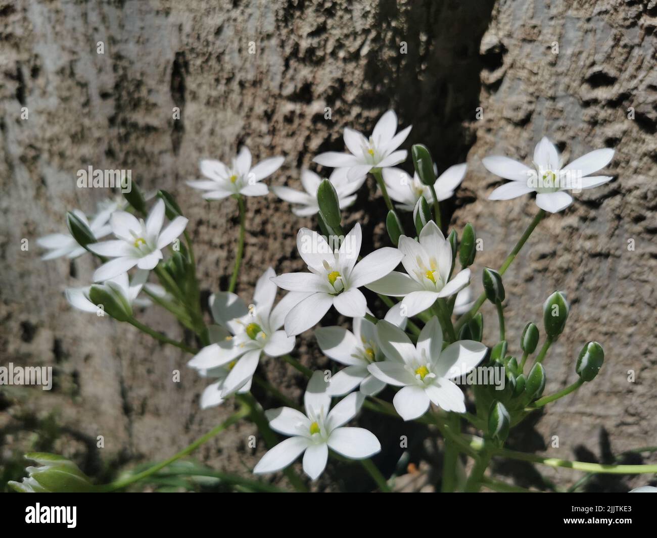 A closeup of a Star of Bethlehem (Ornithogalum umbellatum) flower ...