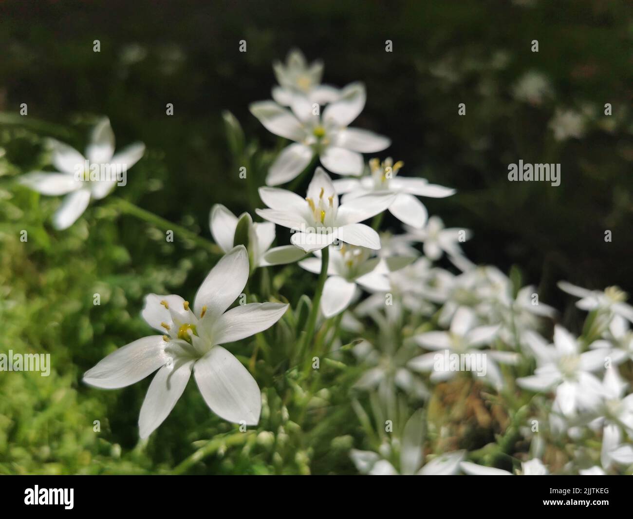A closeup of a Star of Bethlehem (Ornithogalum umbellatum) flower ...