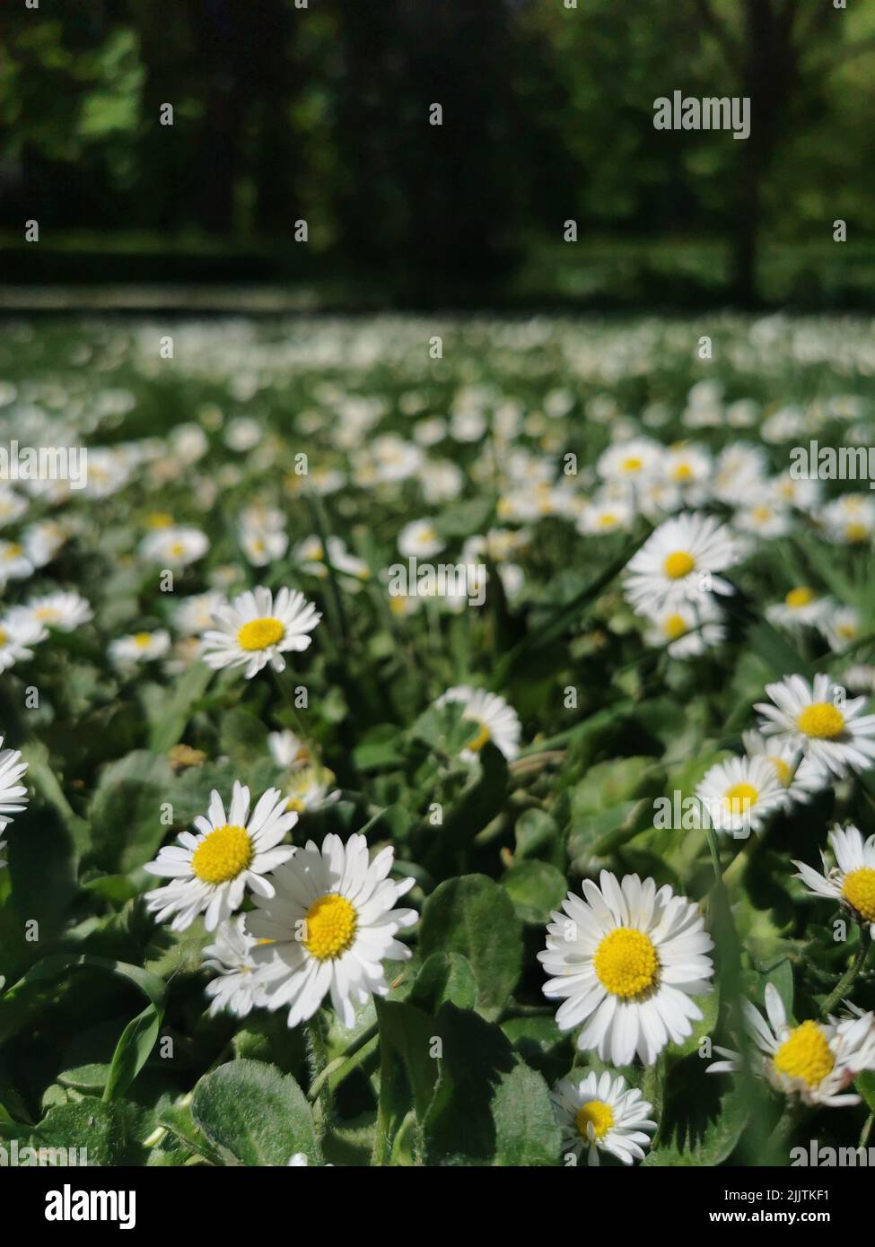 Vertical shot beautiful daisy hi-res stock photography and images - Alamy