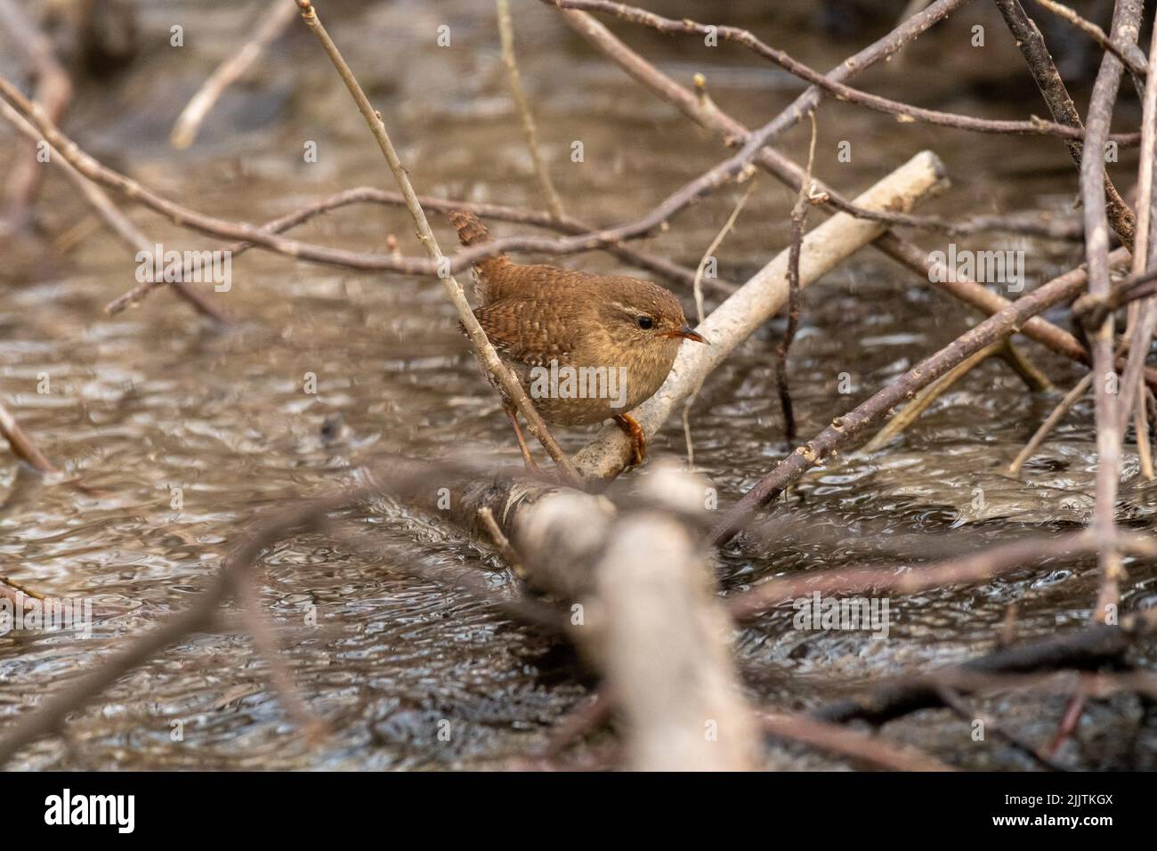 A closeup shot of a Eurasian wren walking on the ground Stock Photo - Alamy
