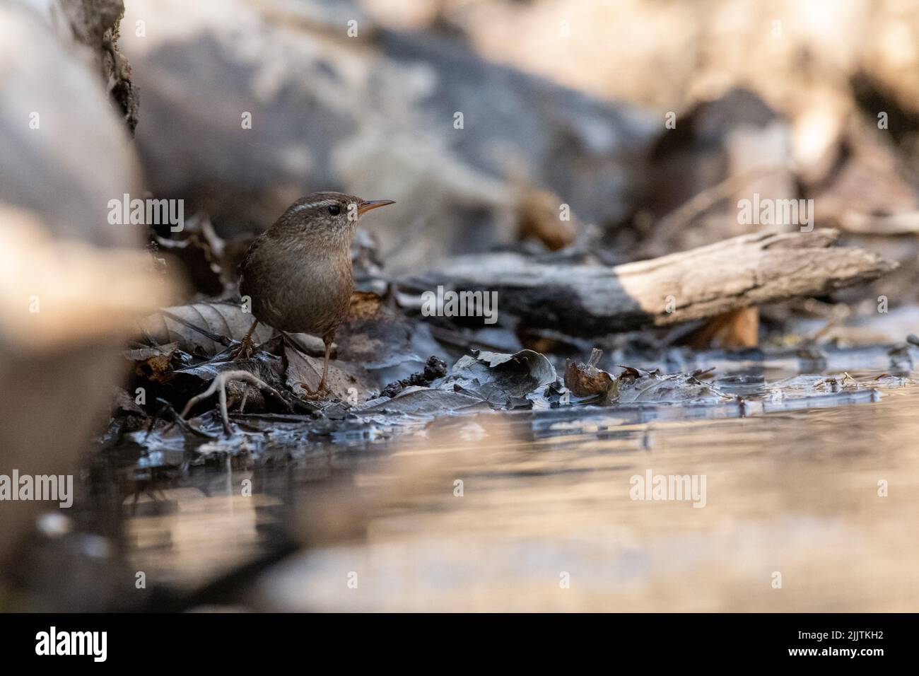 Closeup beautiful bird walking hi-res stock photography and images - Alamy