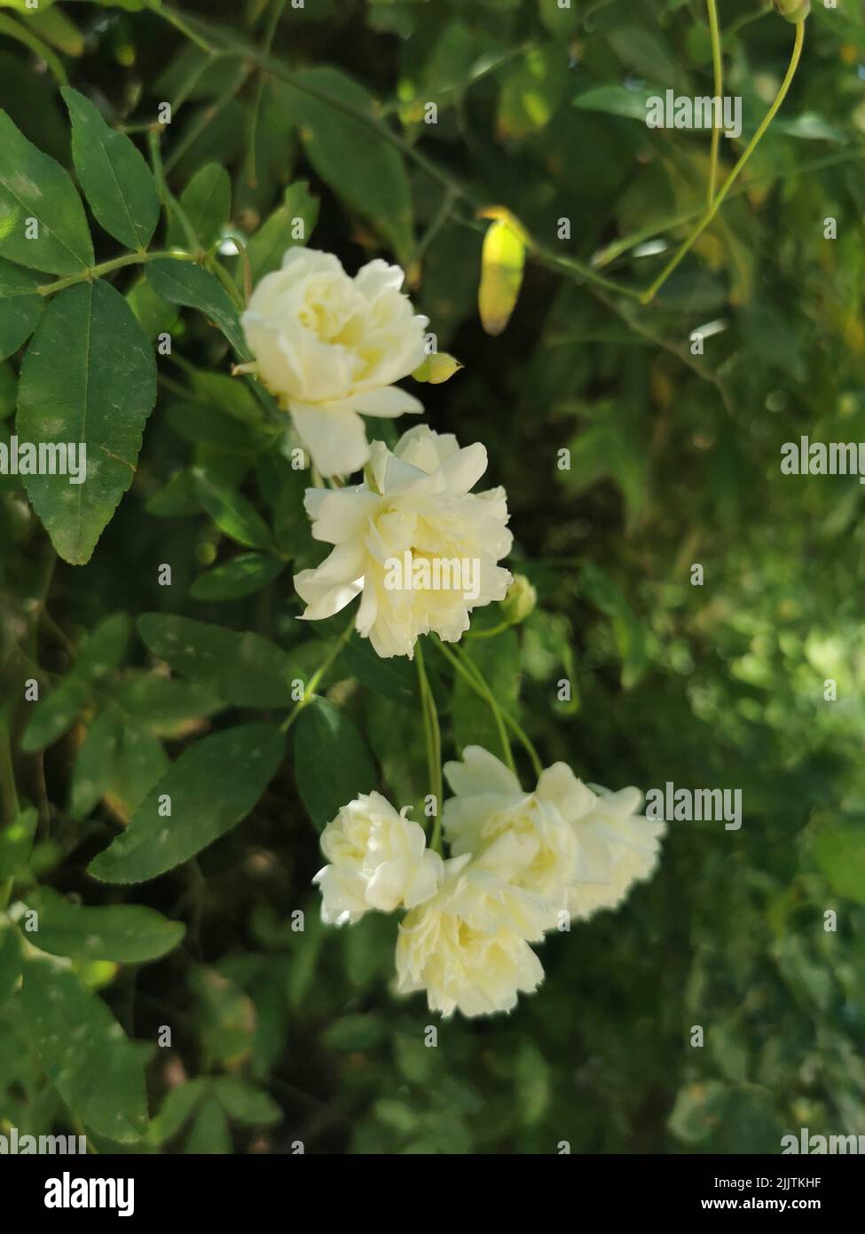 A vertical closeup of white Lady Banks' rose (Rosa banksiae) flowers ...