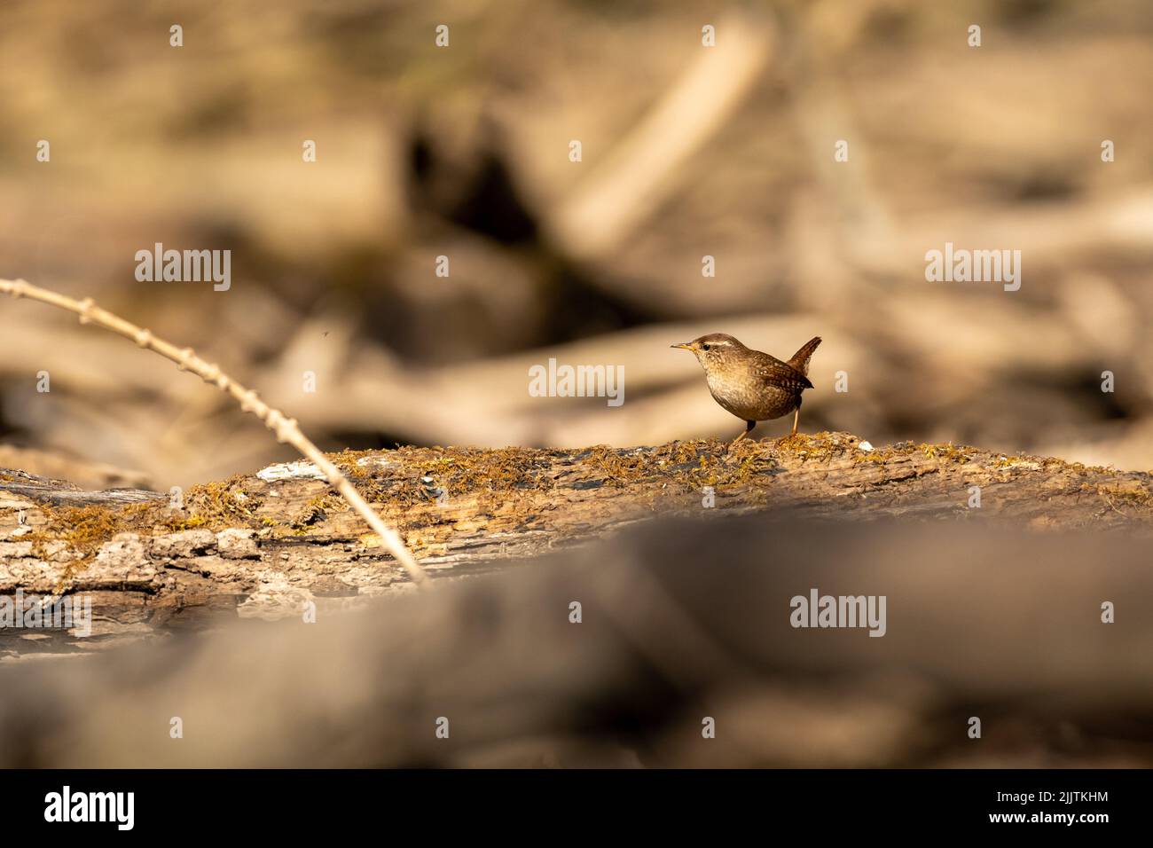 Eurasian avian hi-res stock photography and images - Alamy