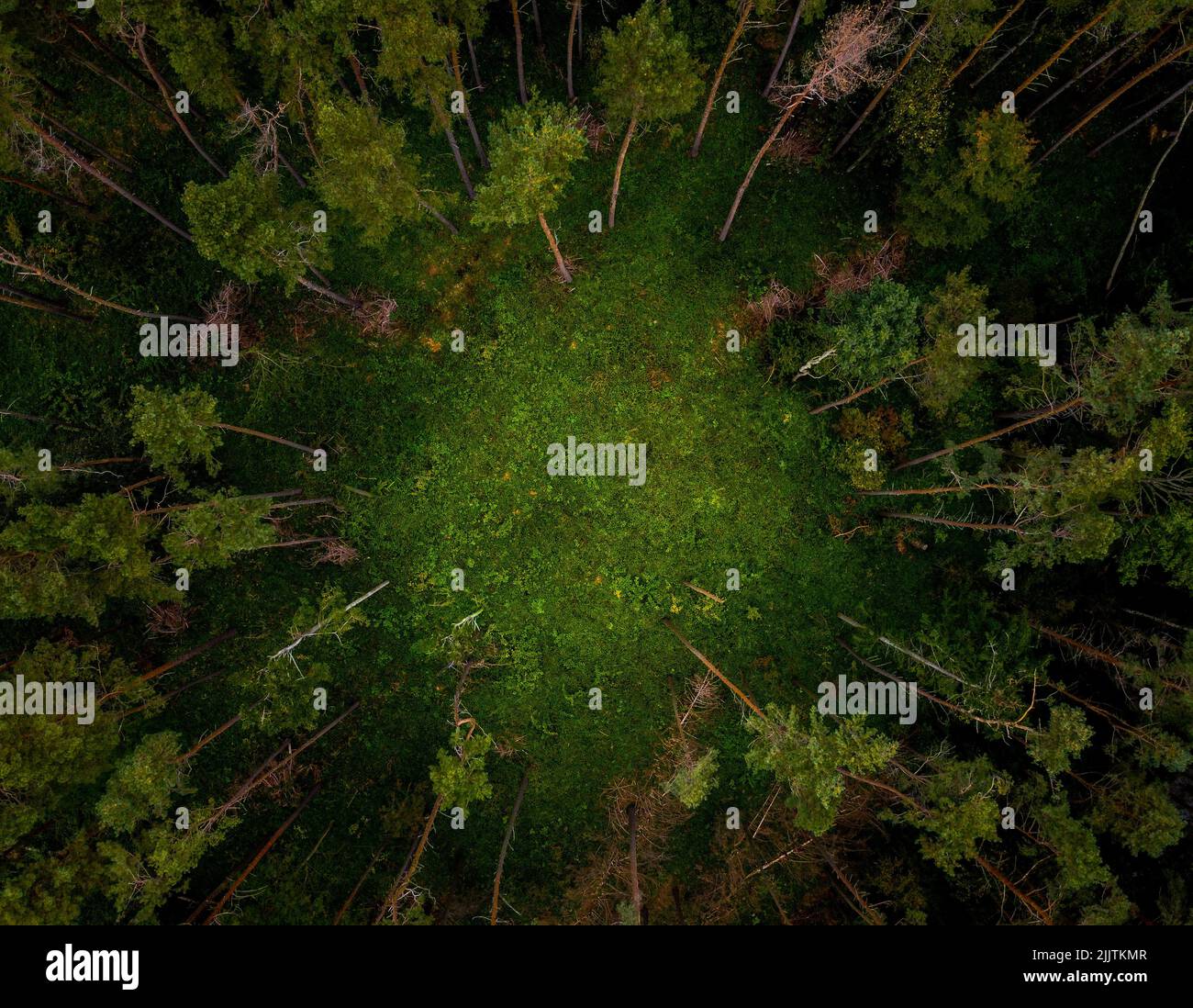 An aerial breathtaking view of dense green forest trees forming a ...