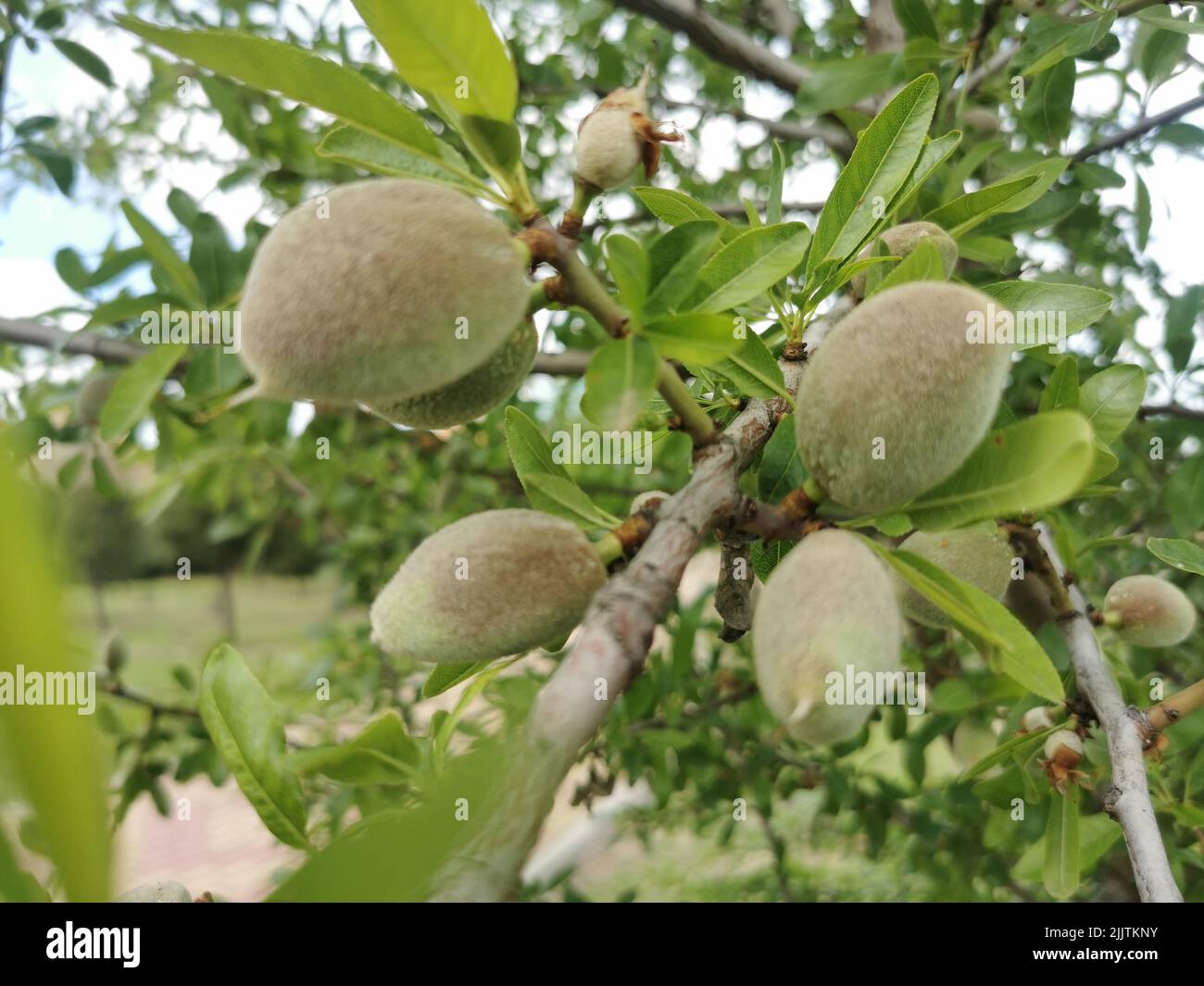 A closeup of an almond tree (Prunus amygdalus) with ripening fruit ...