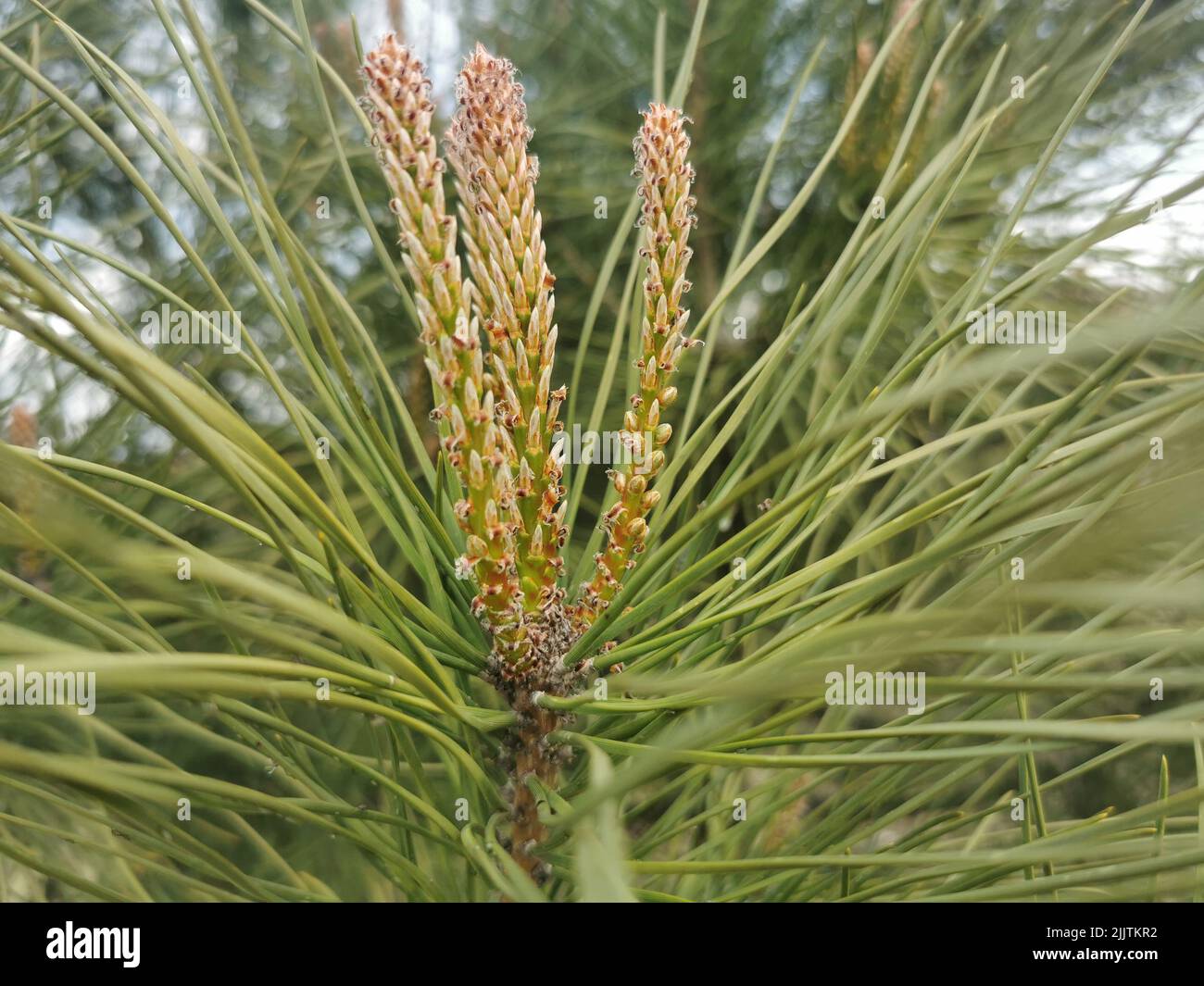 Green pine forest growing on hi-res stock photography and images - Alamy