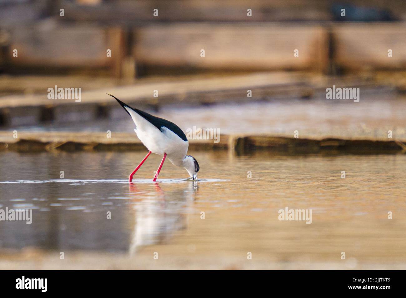A beautiful black and white stilt walker bird drinking from a river on ...
