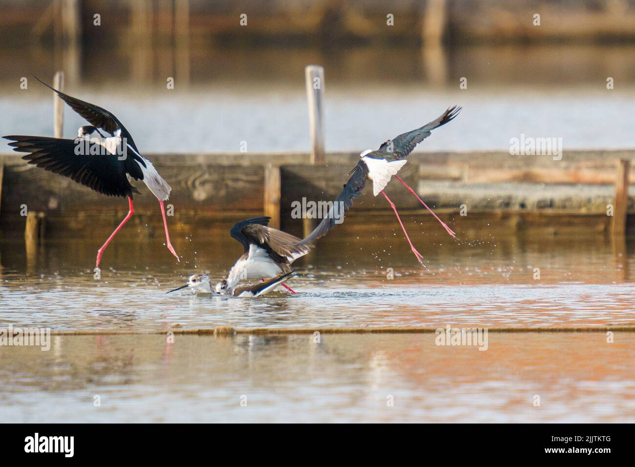 A beautiful shot of Stilt walker birds flying and searching foor food ...