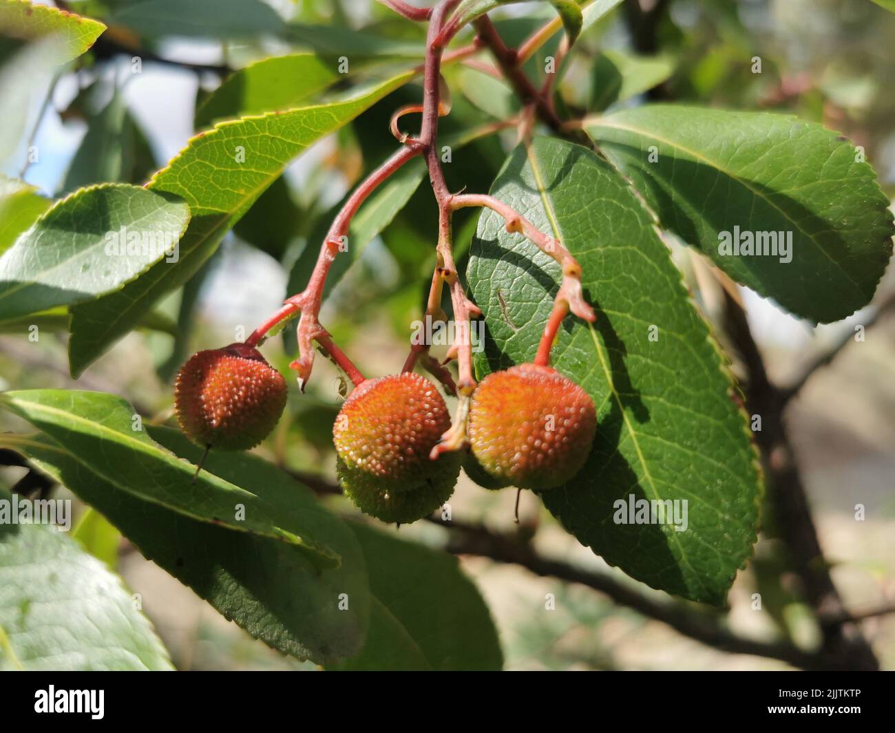 Arbutus unedo tree garden hi-res stock photography and images - Alamy