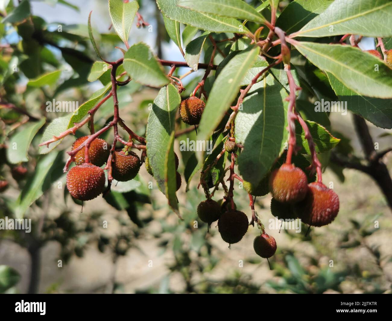 Arbutus leaves hi-res stock photography and images - Alamy