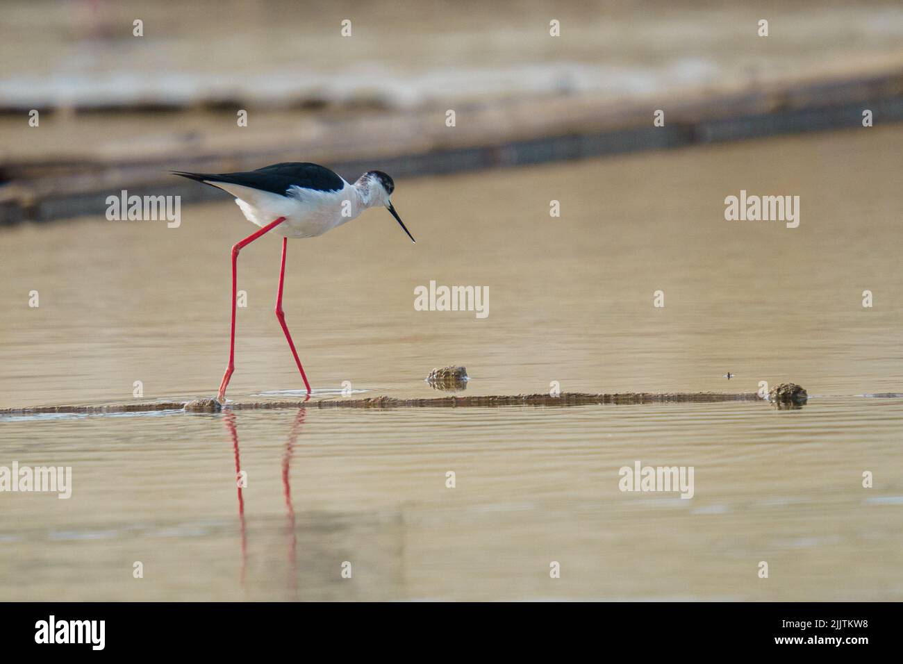 A beautiful black and white stilt walker bird searching for food in a ...