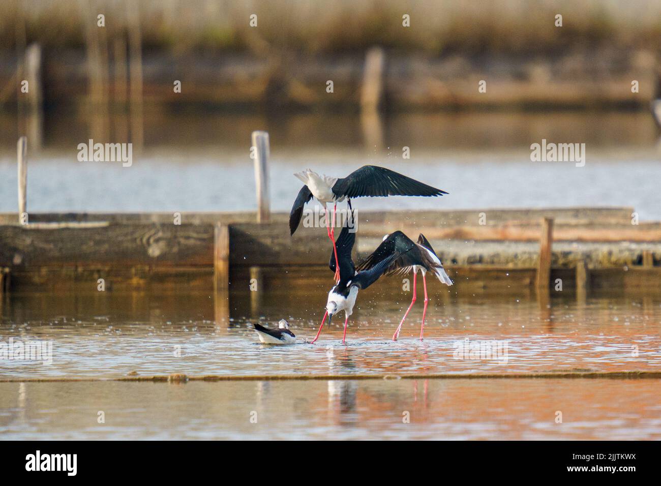A beautiful shot of Stilt walker birds flying and standing around a ...