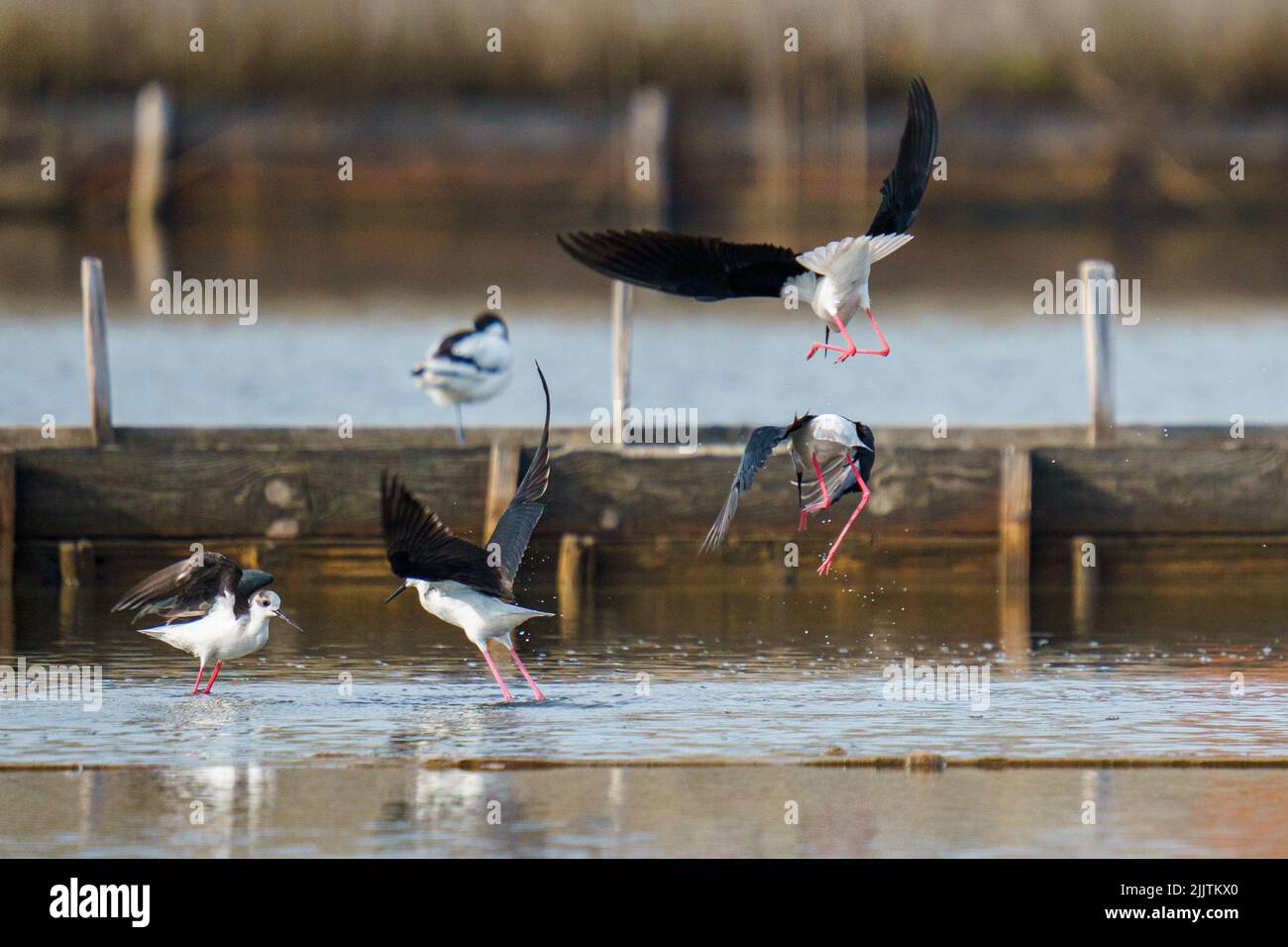 A beautiful shot of Stilt walker birds flying and standing around a ...