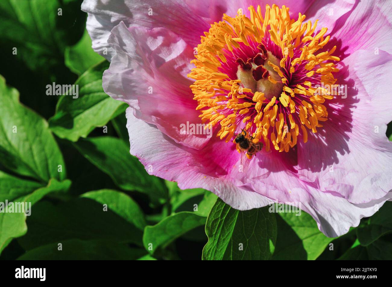 Peony plant hi-res stock photography and images - Alamy