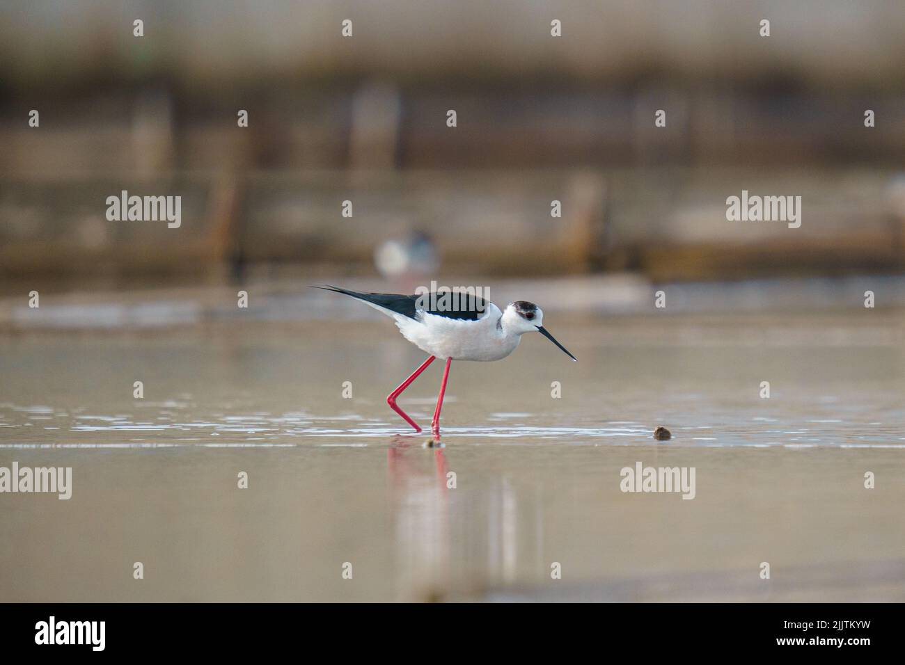 The Bird Black-winged stilt with red legs in the sea Stock Photo - Alamy