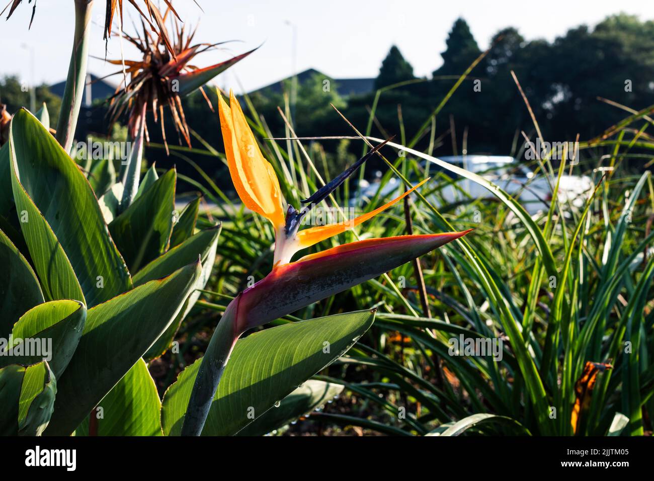 A closeup shot of crane flower (Strelitzia reginae) blooming in a ...