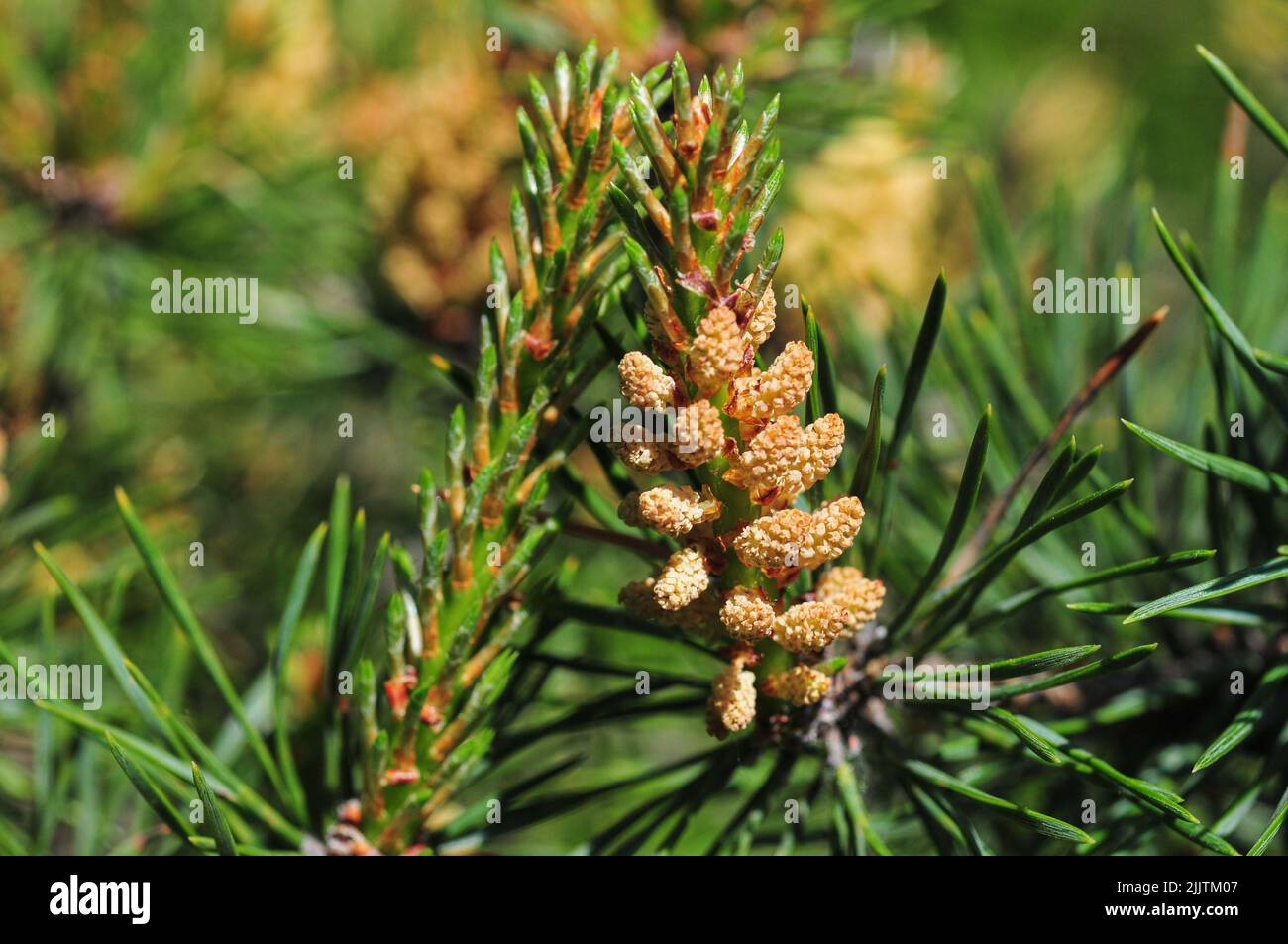 Pinus sylvestris cone hi-res stock photography and images - Alamy