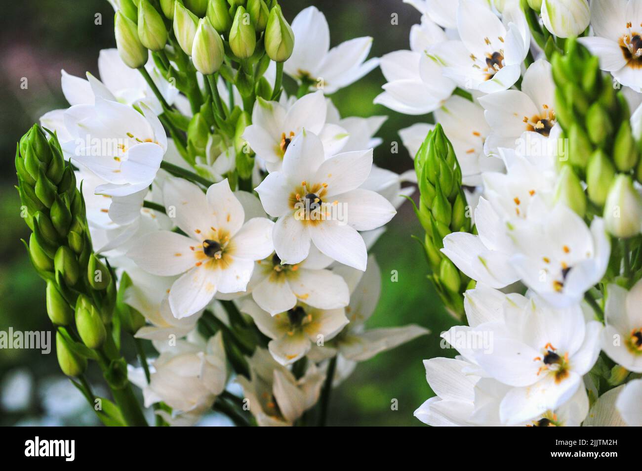 Ornithogalum flowers hi-res stock photography and images - Alamy