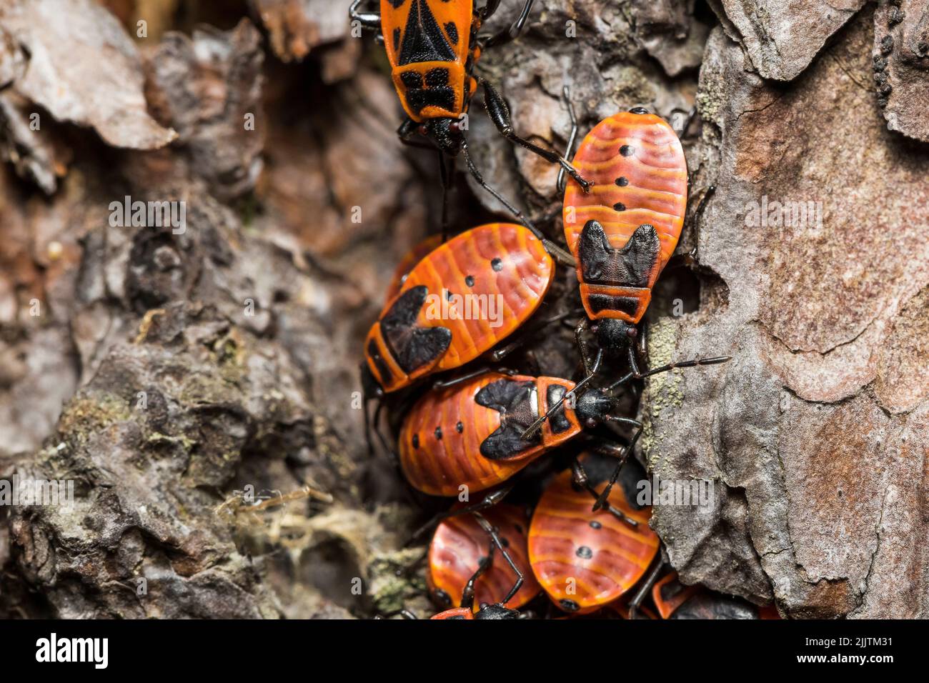 Macro photos of a fire bug (Pyrrhocoris apterus), Macro photo of ...