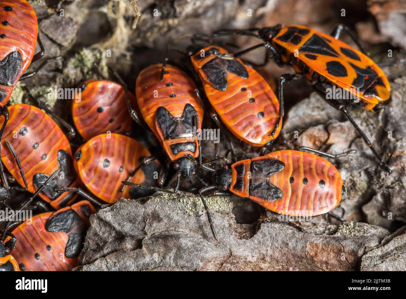 Macro photos of a fire bug (Pyrrhocoris apterus), Macro photo of ...